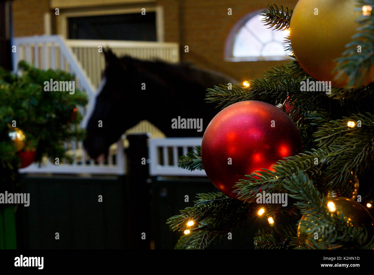 A horse behind a Christmas tree Stock Photo - Alamy