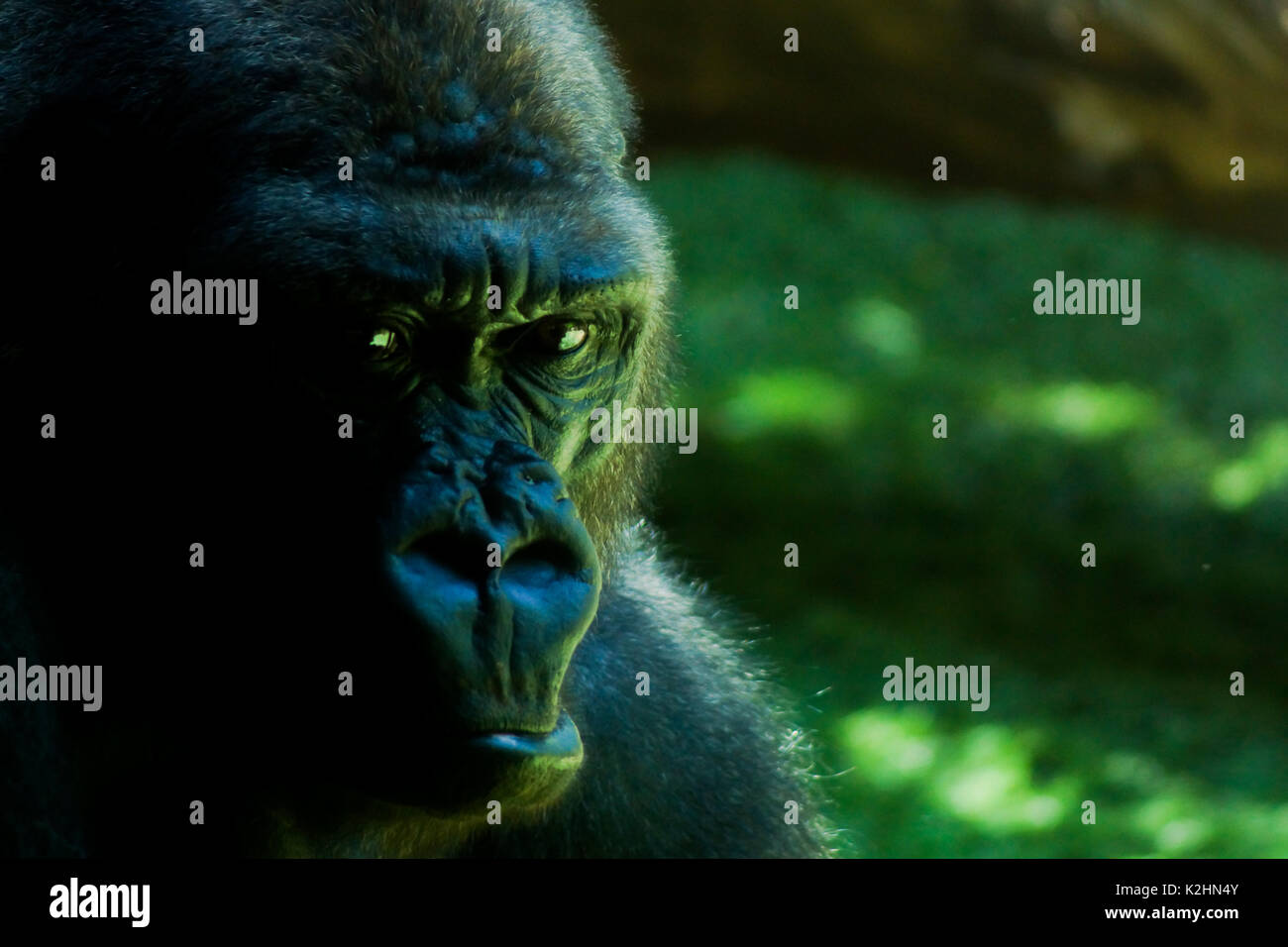 Primal monkey hi-res stock photography and images - Alamy