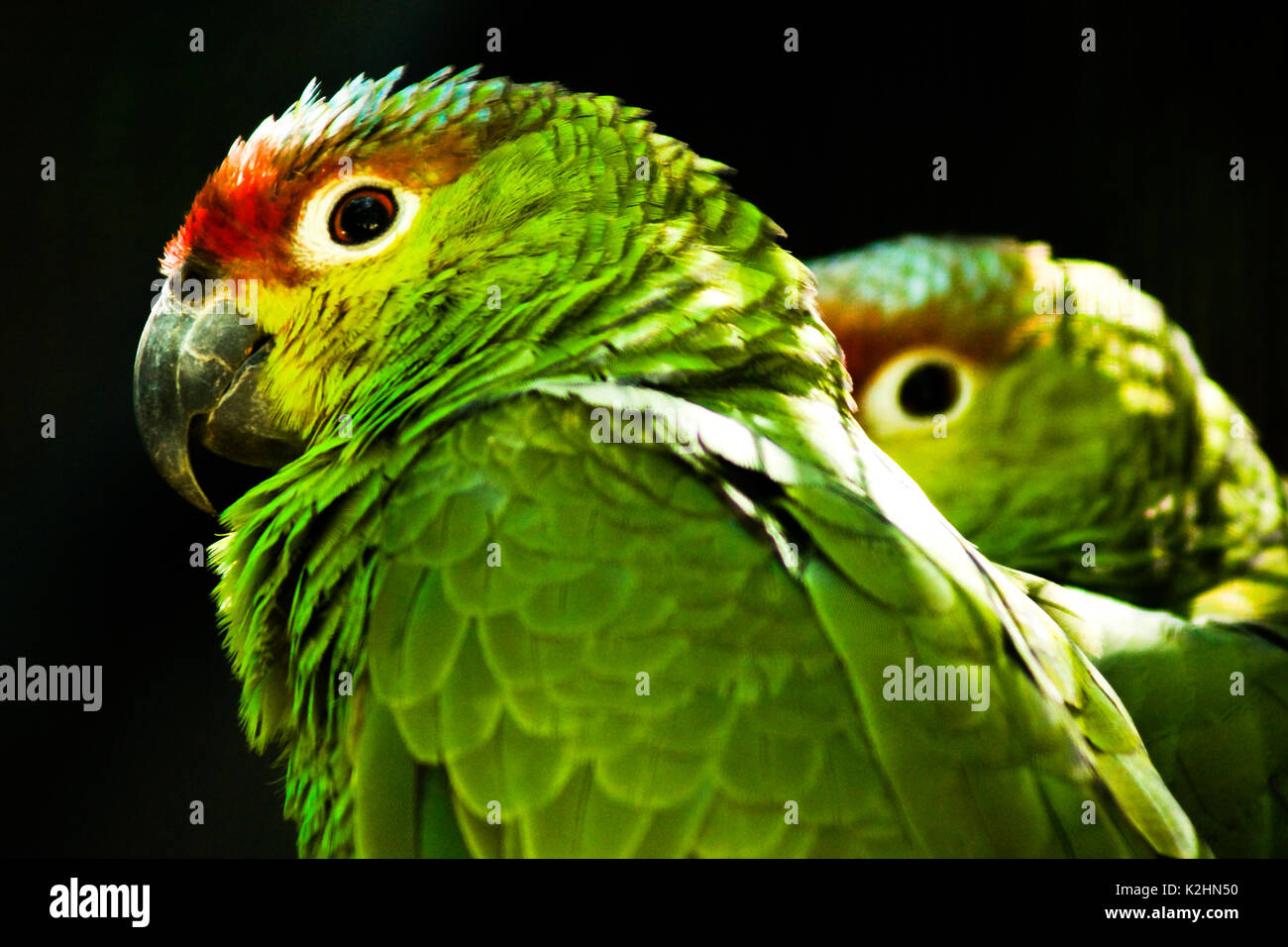 Parrots in Tenerife, Canary Islands, Spain Stock Photo - Alamy