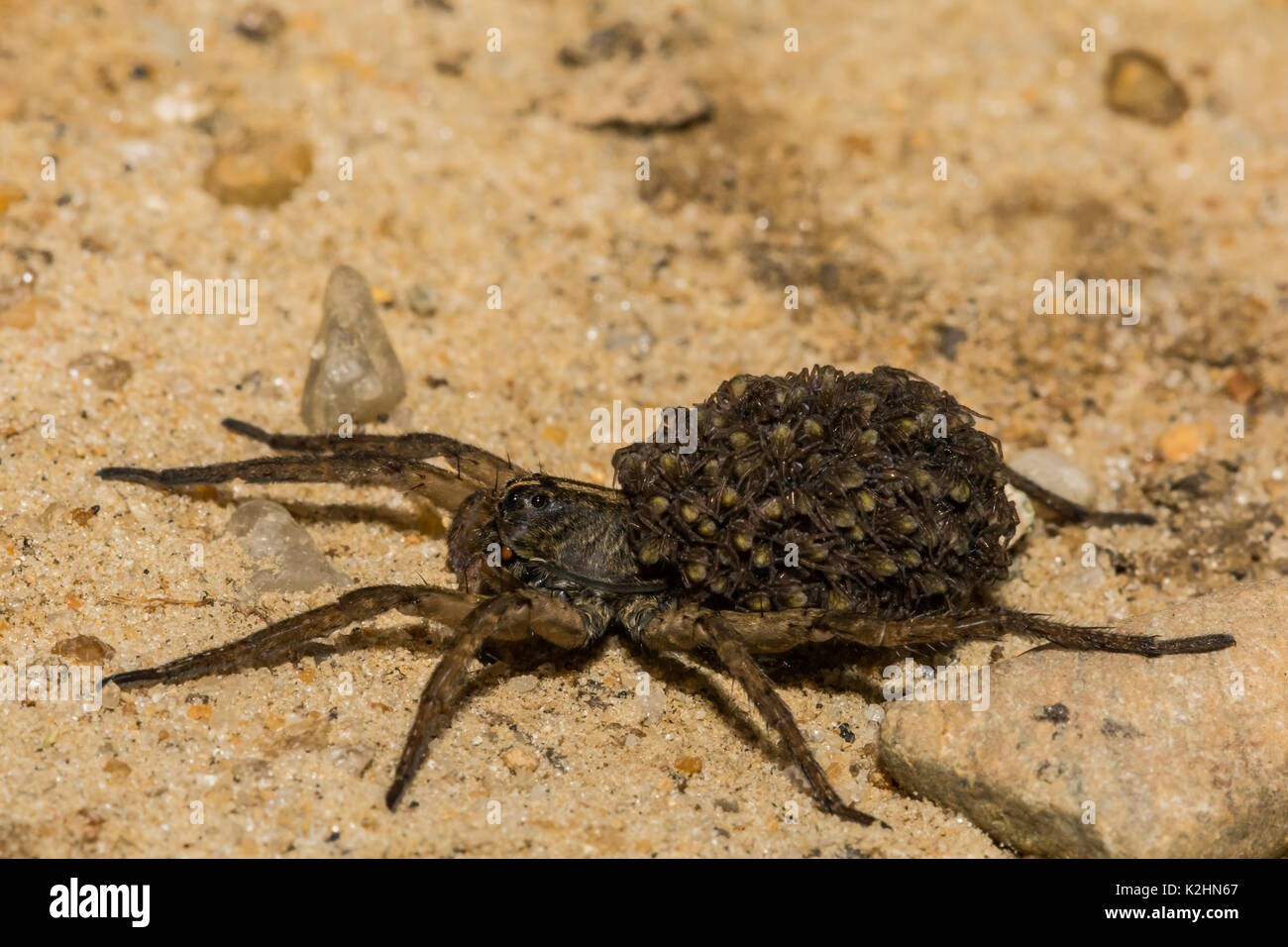 A close up of a female Wolf Spider with her young on her abdomen Stock ...