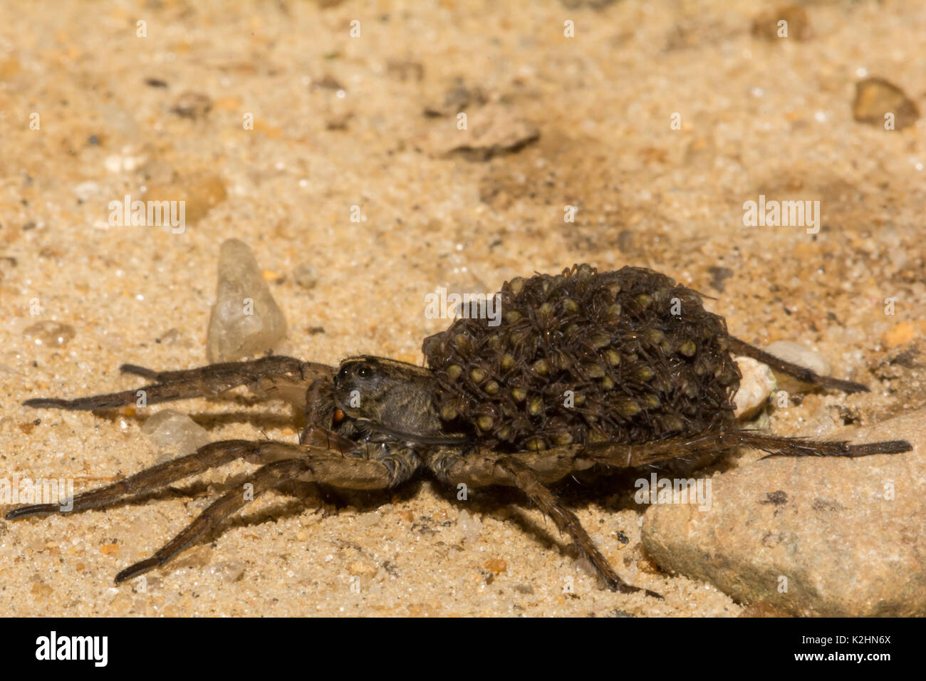 A close up of a female Wolf Spider with her young on her abdomen Stock ...