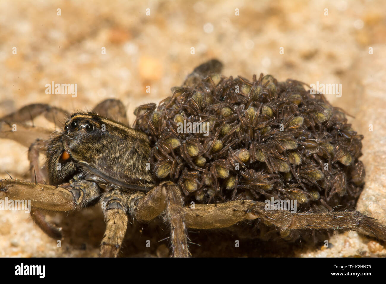 A close up of a female Wolf Spider with her young on her abdomen Stock ...