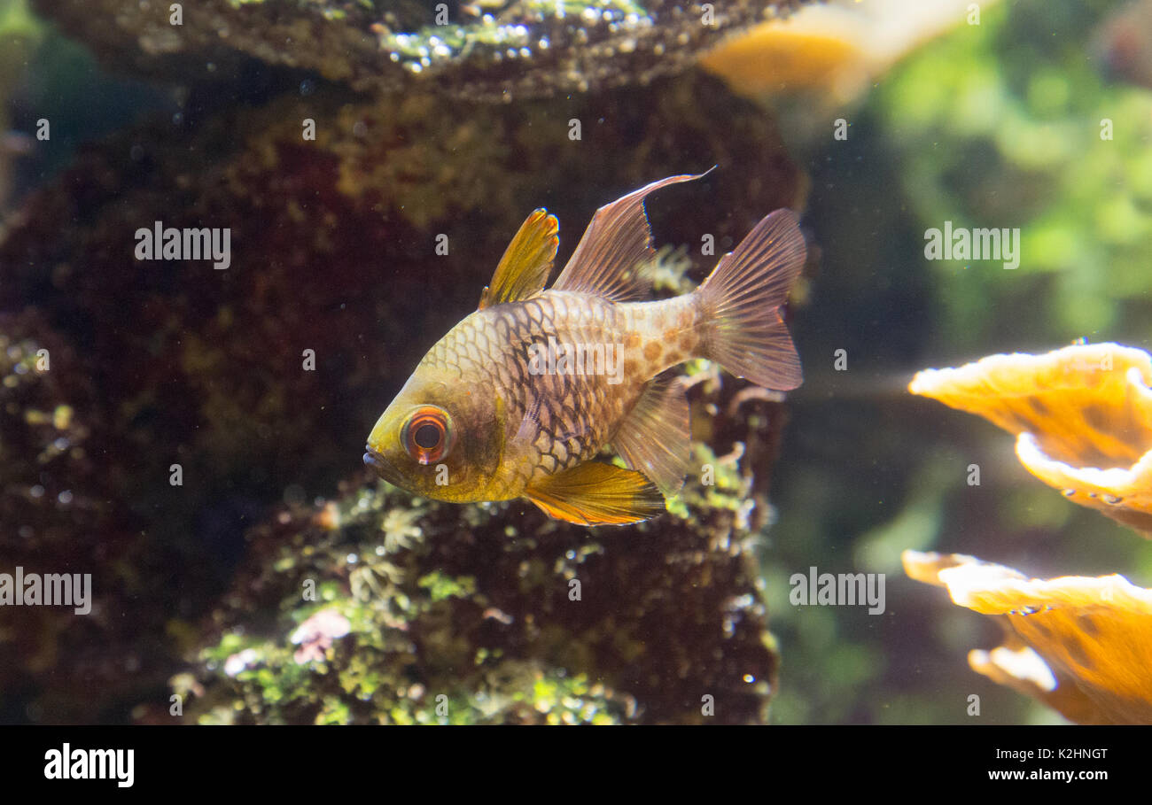 Pajama Cardinalfish ( Sphaeramia nematoptera ), St Malo Aquarium ...