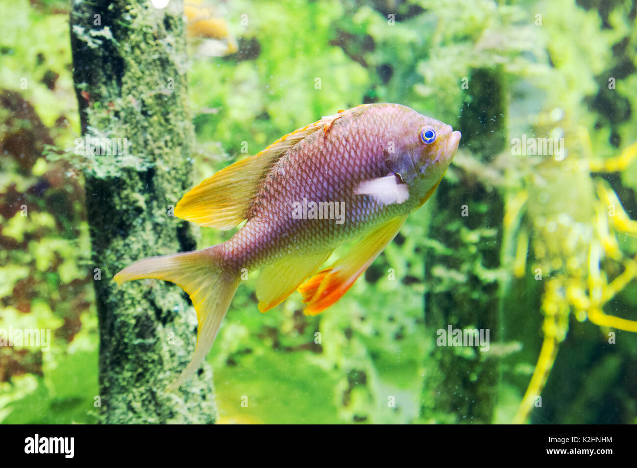 Salt water fish hi-res stock photography and images - Alamy
