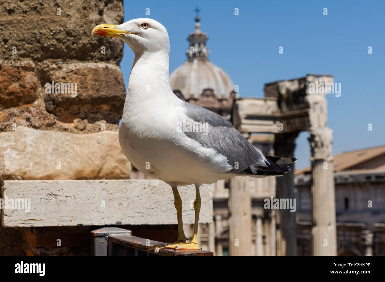 Fauna italy italian wildlife hi-res stock photography and images - Alamy