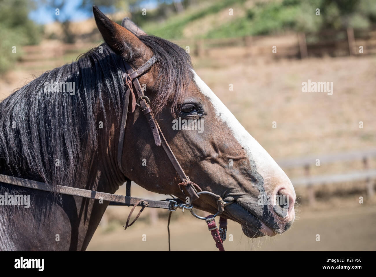 Equestrian close up photography hi-res stock photography and images - Alamy