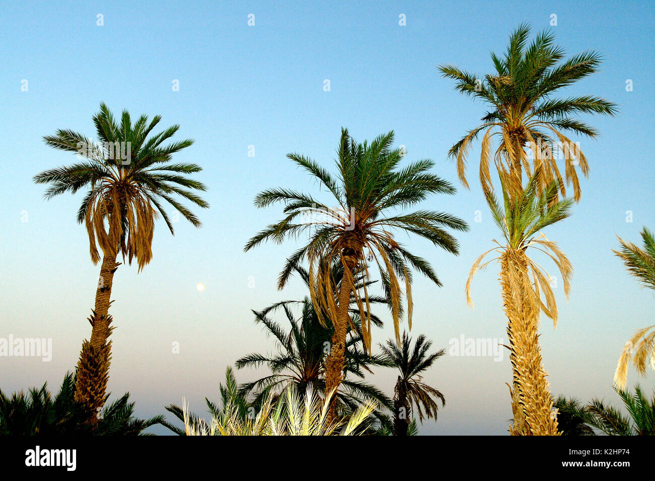 Palm trees in the oasis of Ouadane in the evening. A Portuguese trading ...