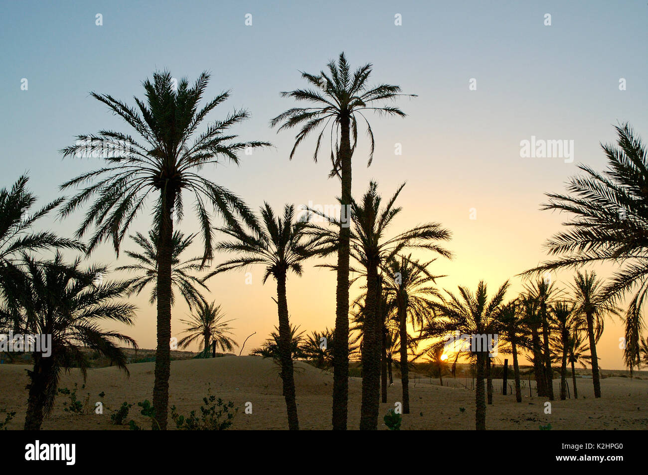 Oasis of Tidjikja. Tagant region, Mauritania Stock Photo - Alamy