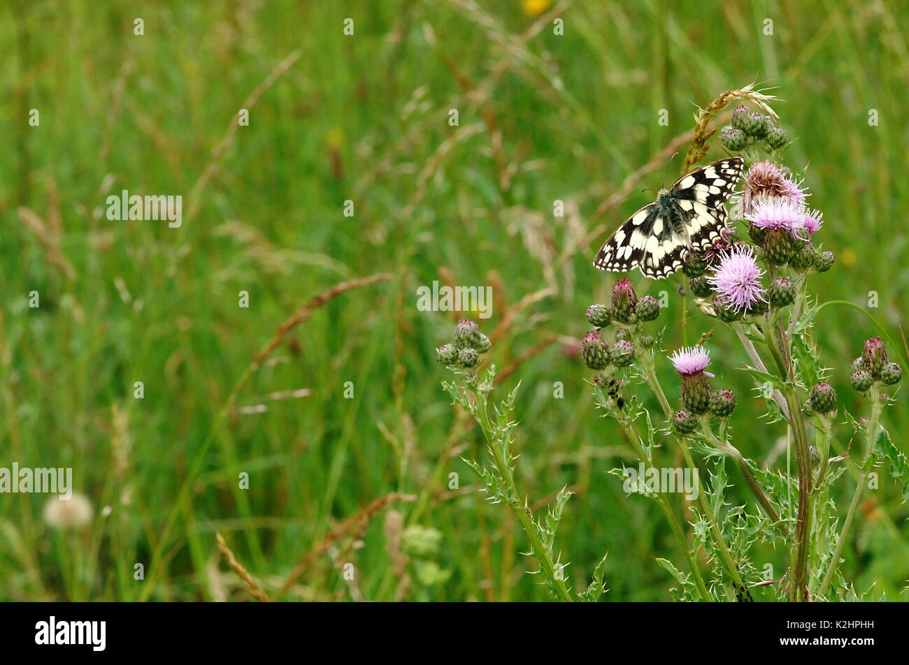 Marbled White Butterfly (Melanargia galathea Stock Photo - Alamy