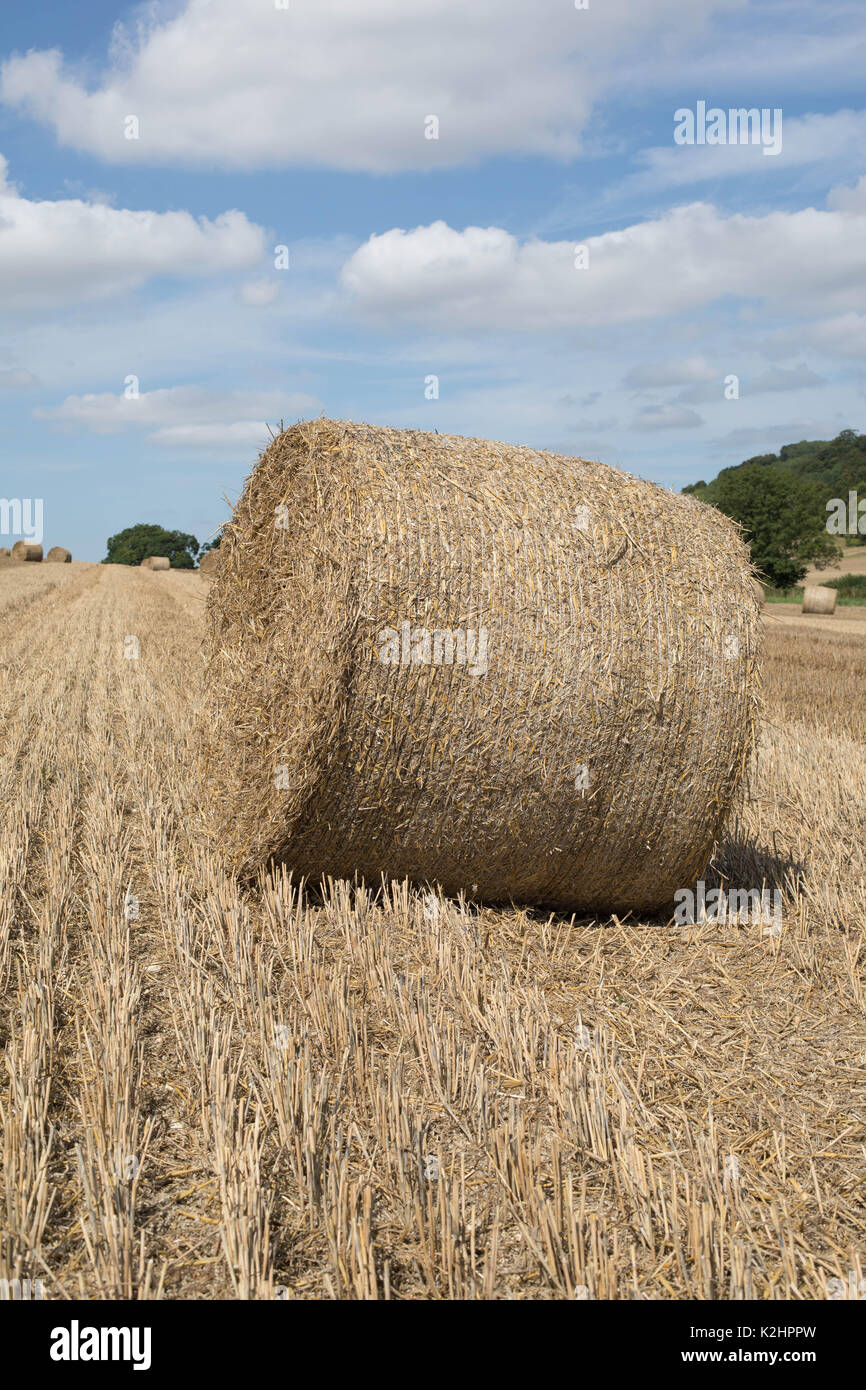 Bails of feed hi-res stock photography and images - Alamy