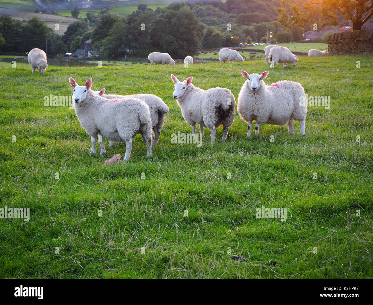 Calderdale sheep hi-res stock photography and images - Alamy
