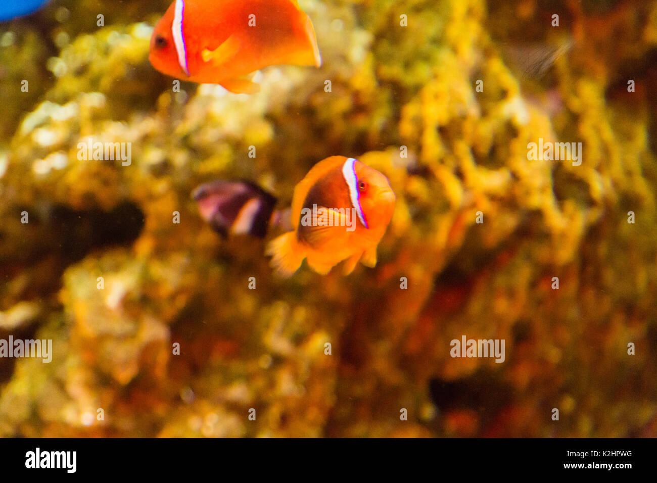 Clown fish swimming hi-res stock photography and images - Alamy