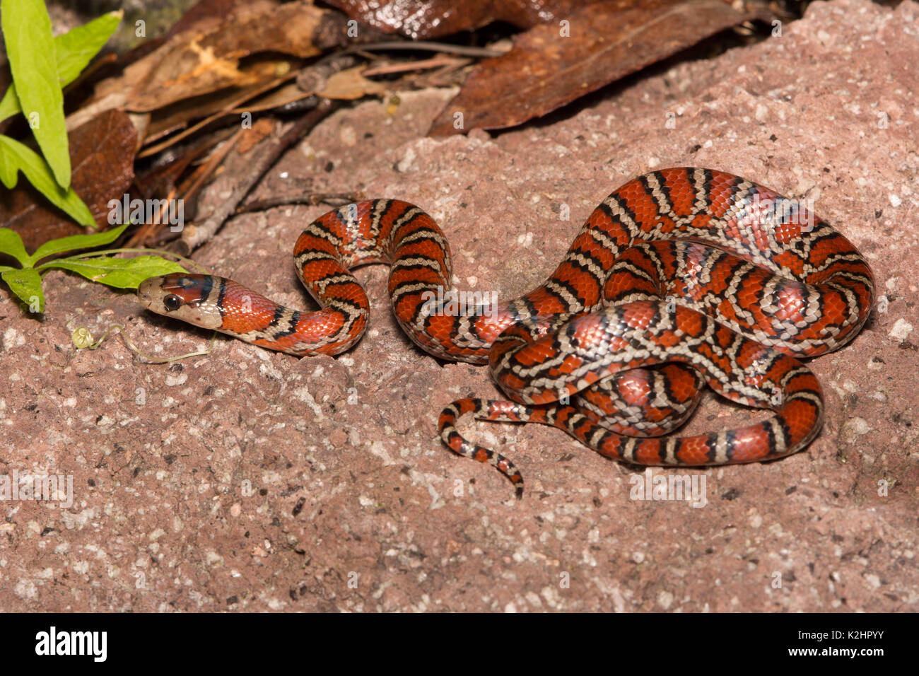 Knoblochs mountain kingsnake hi-res stock photography and images - Alamy