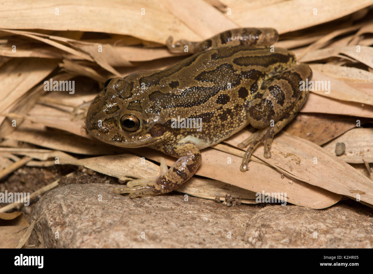 Burrowing frog hi-res stock photography and images - Alamy