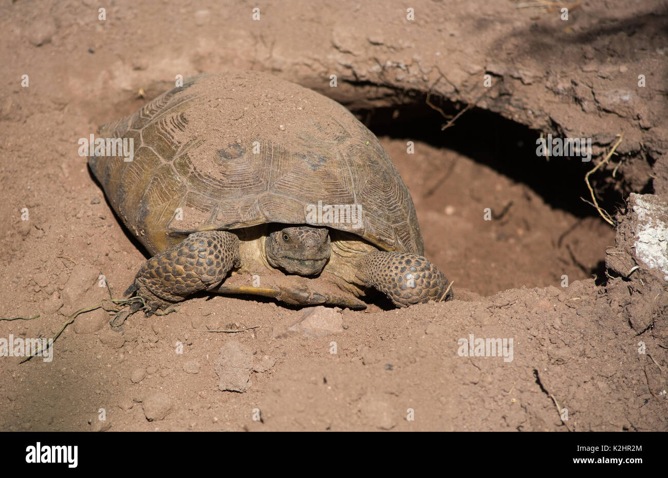 Sonoran Desert Tortoise (Gopherus morafkai) from Sonora, México Stock ...