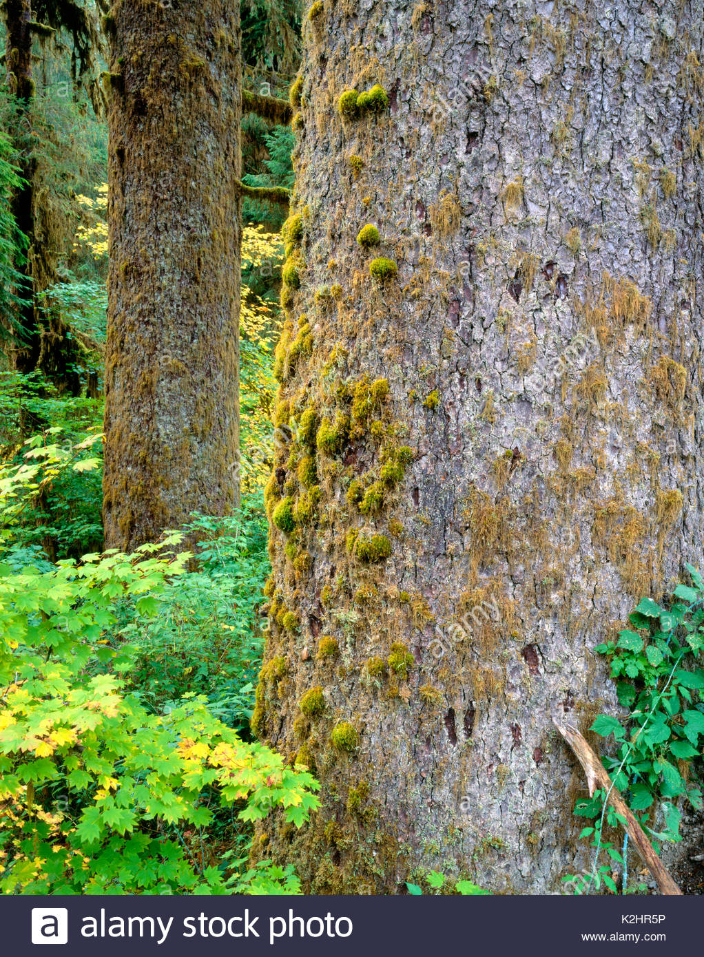 Sitka Spruce Forest Stock Photos & Sitka Spruce Forest Stock Images - Alamy