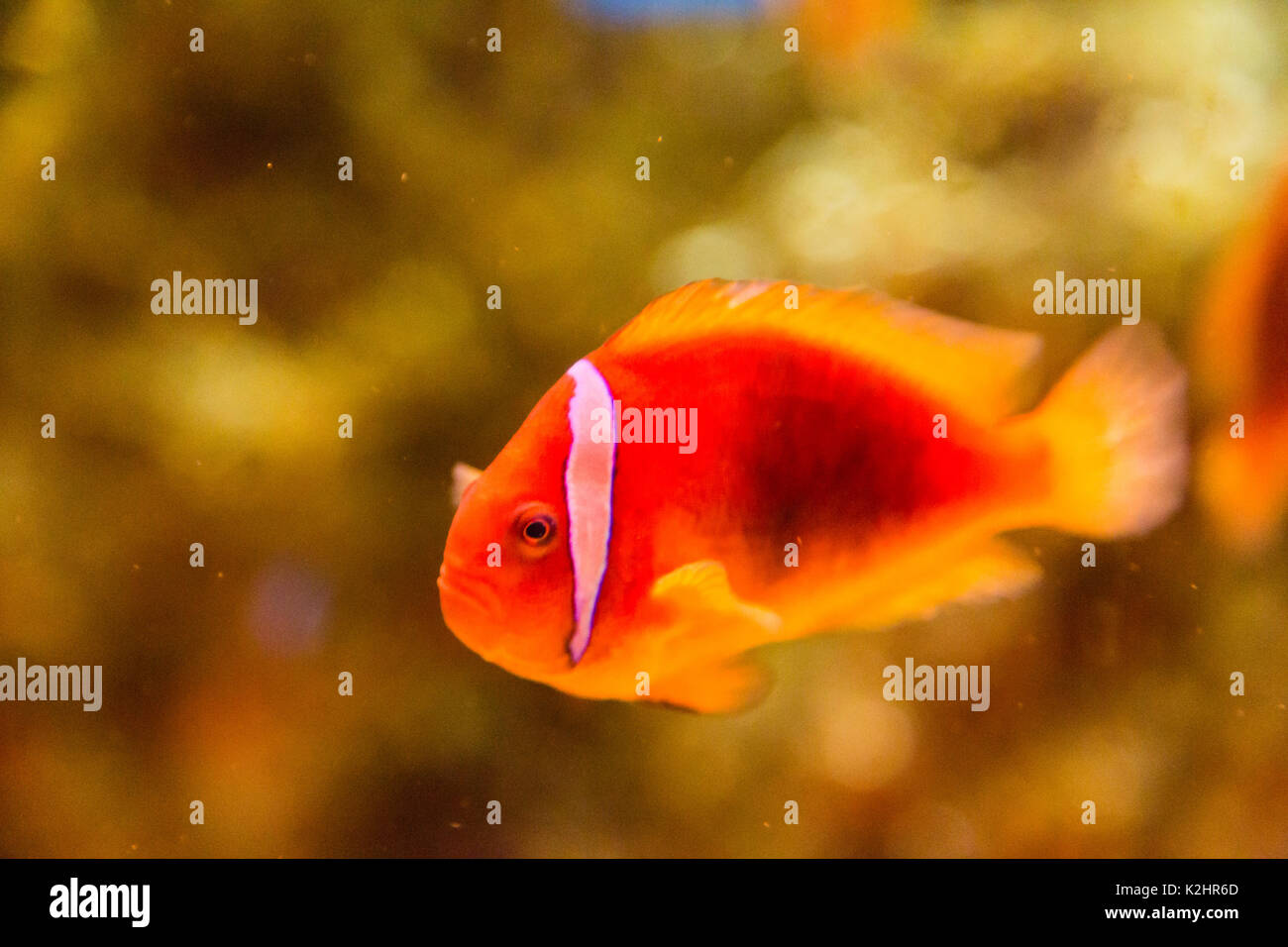 Clown fish swimming in seawater Stock Photo - Alamy