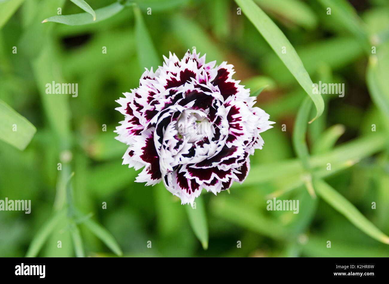 Flowers of Dianthus Scent First 'Romance,' Bar Harbor, Maine Stock ...