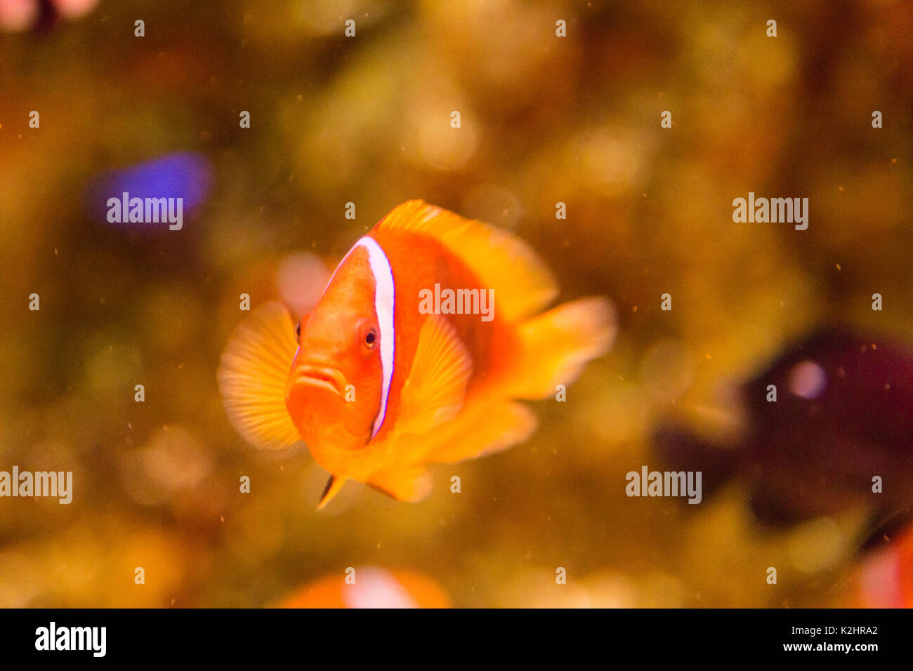 Clown fish swimming in seawater Stock Photo - Alamy