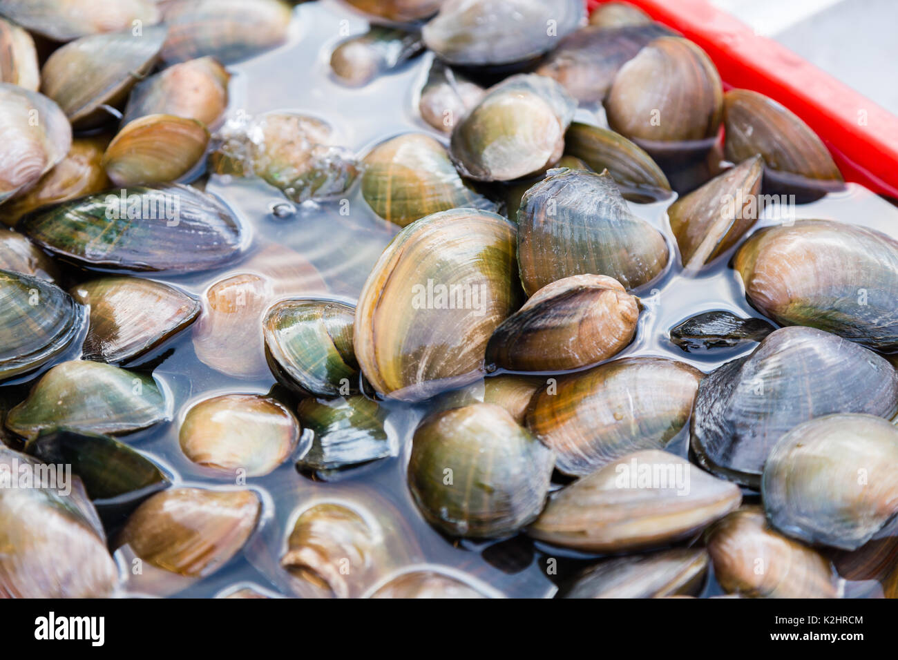 Fresh water mussels hi-res stock photography and images - Alamy