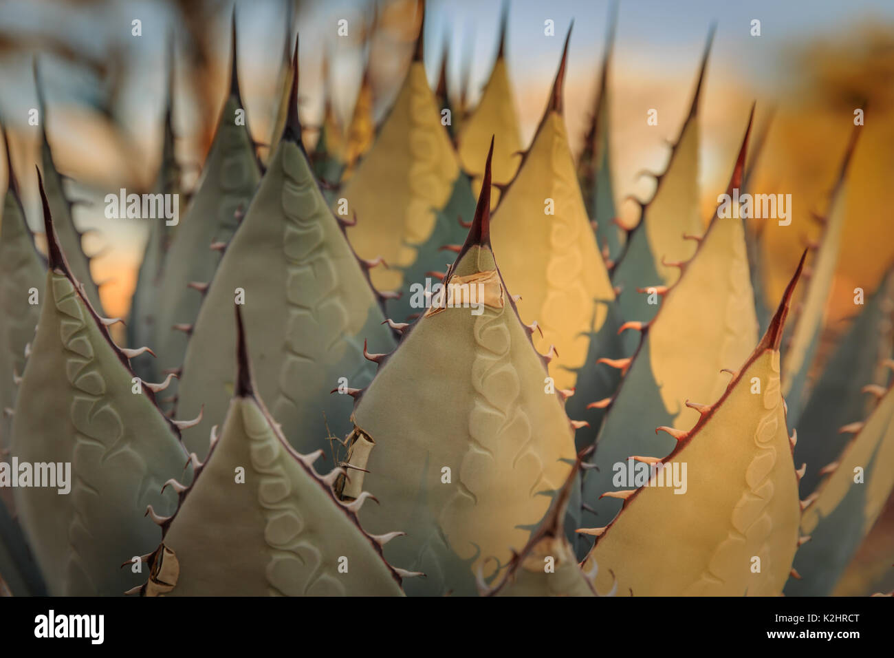 Agave leaves pattern hi-res stock photography and images - Alamy