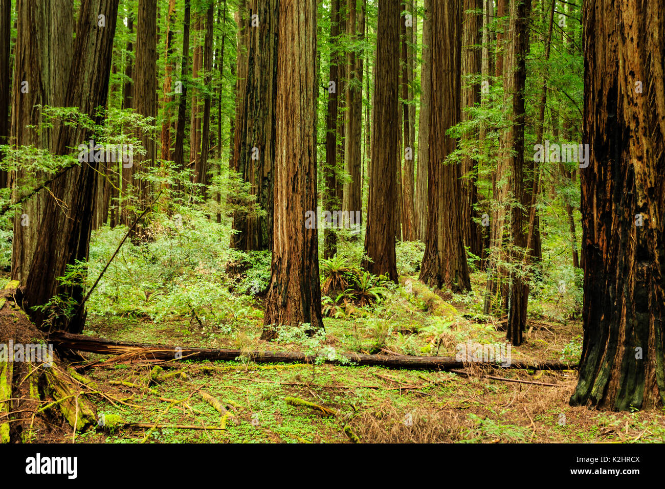 Lush green dense redwood forest Stock Photo - Alamy