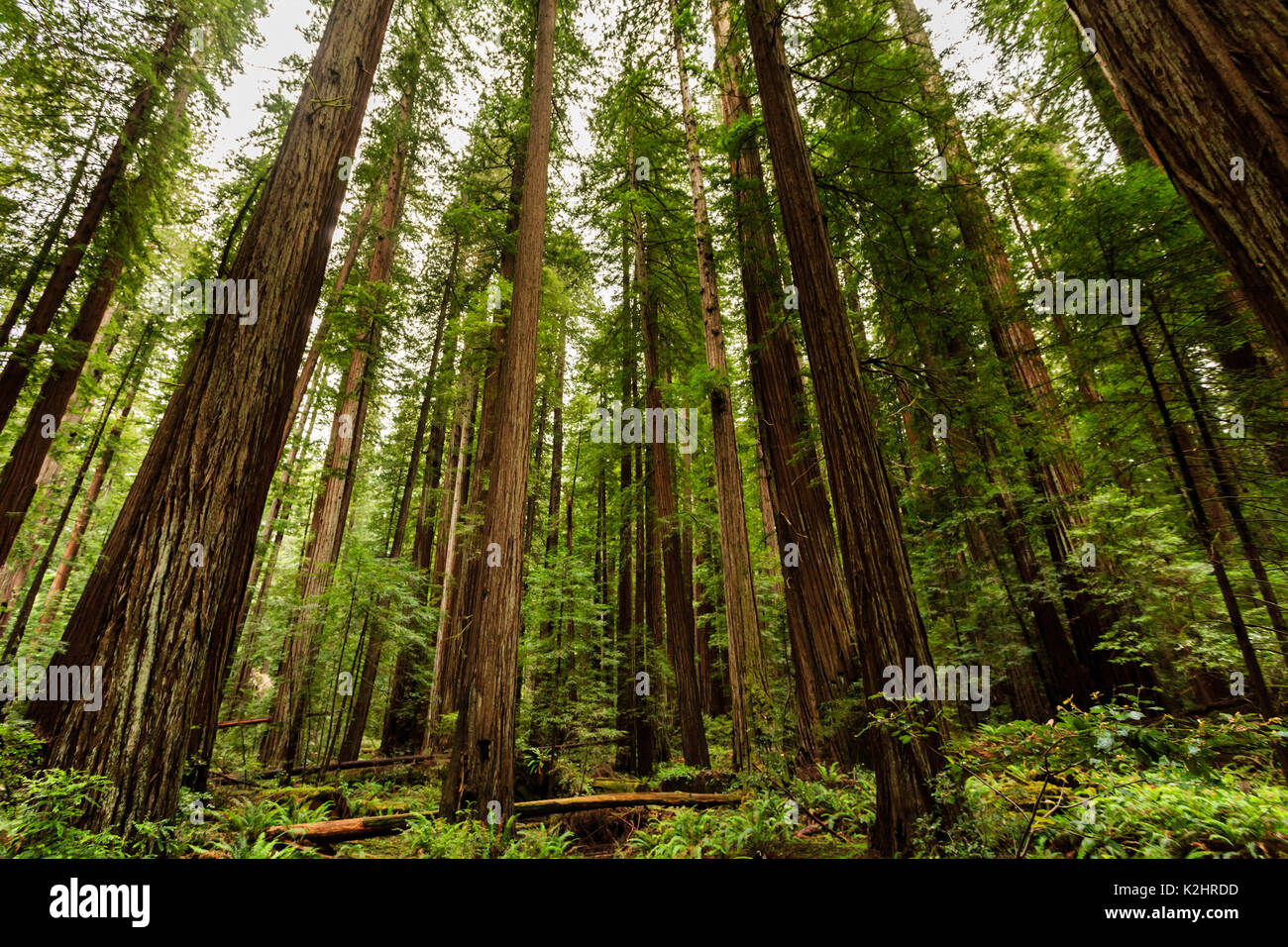 Very tall trees in a giant redwoods forest extend high into the sky ...