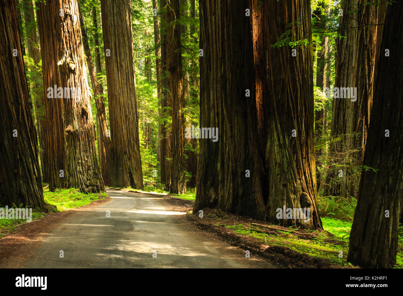 Humboldt Redwood Forest road leads through dense forest Stock Photo - Alamy