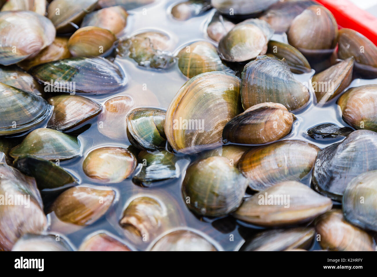 Fresh water mussels hi-res stock photography and images - Alamy