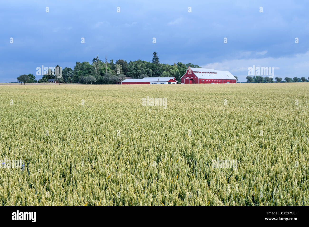 Wheat field barn farm hi-res stock photography and images - Alamy