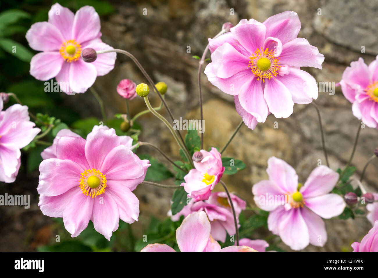 Anemone japonica hi-res stock photography and images - Alamy