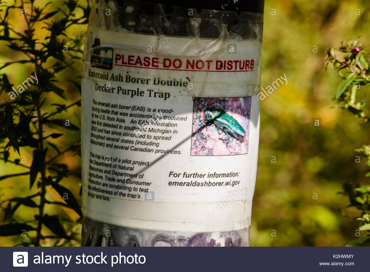 Emerald Ash Borer Stock Photos & Emerald Ash Borer Stock Images - Alamy