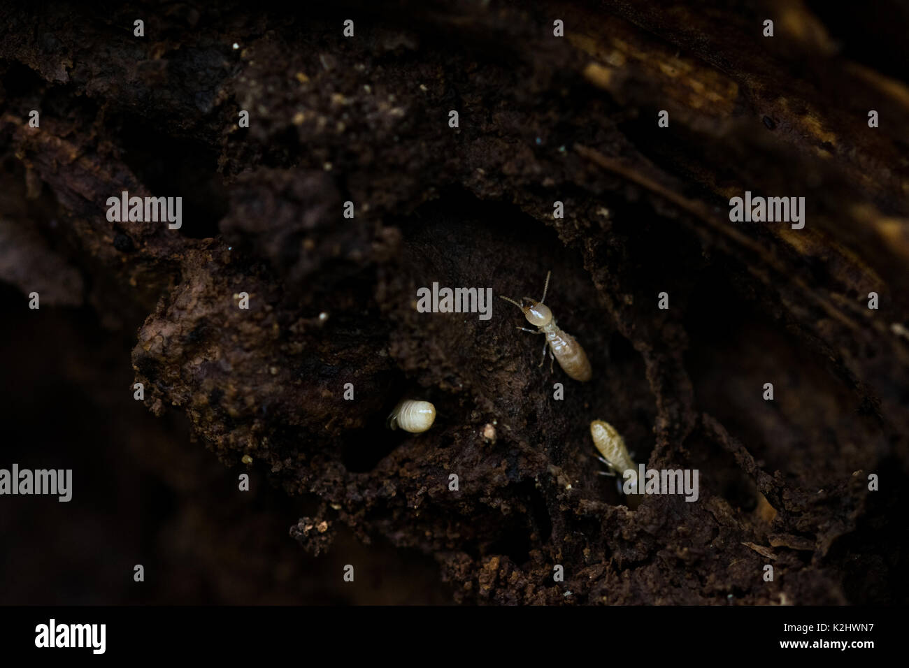 Small white termites burrowing into a tree at Buskett woodland in Malta ...