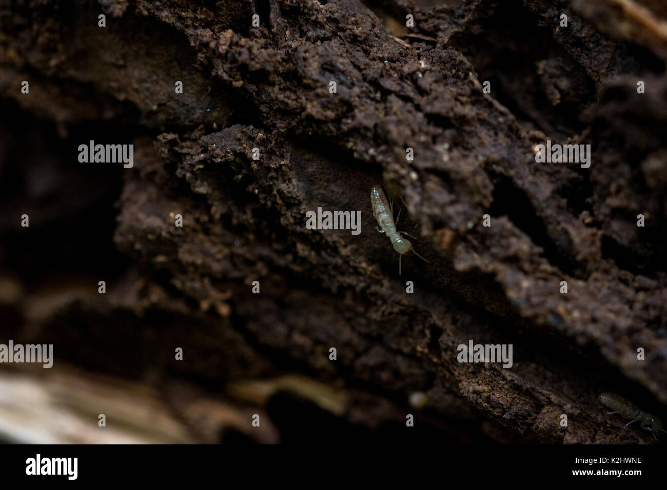Termite burrows hi-res stock photography and images - Alamy