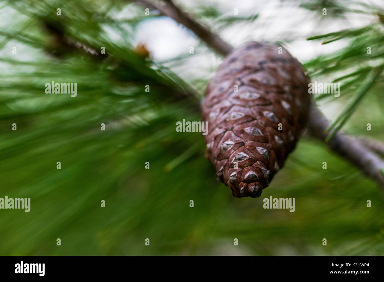 Pine seeds tree hi-res stock photography and images - Alamy