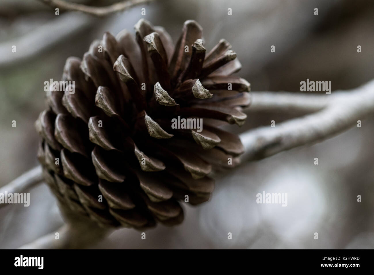 Pine cone seeds hi-res stock photography and images - Alamy