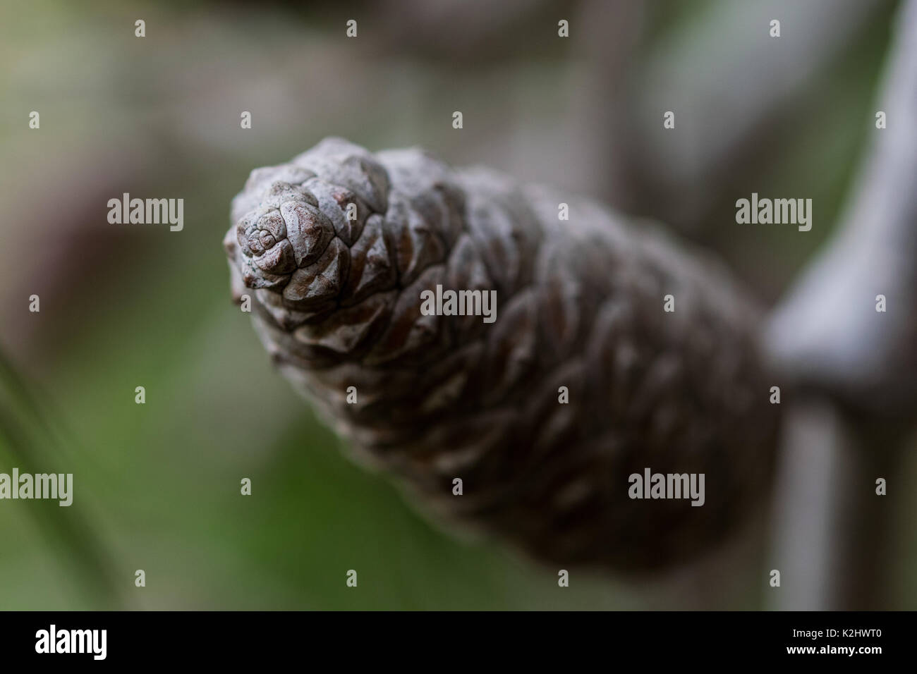 Indigenous tree malta hi-res stock photography and images - Alamy