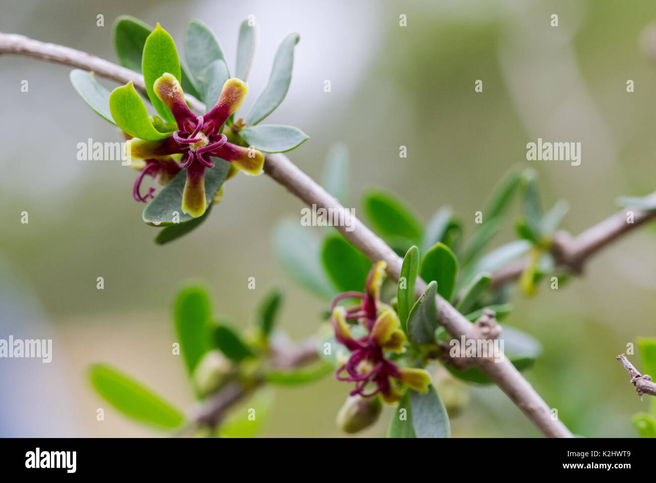 African Wolfbane plant with a flower in bloom growing in the Maltese ...