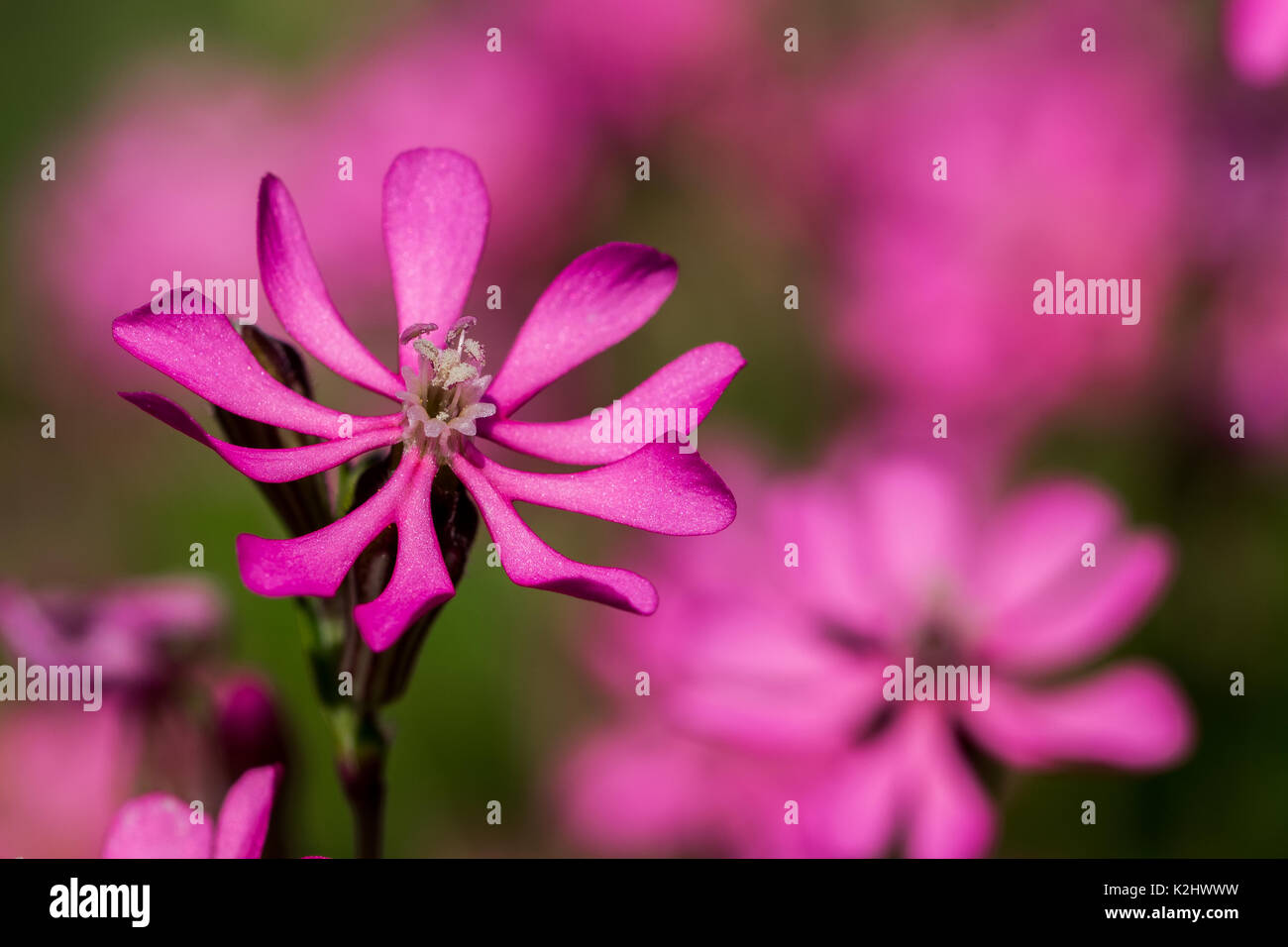 L colorata hi-res stock photography and images - Alamy