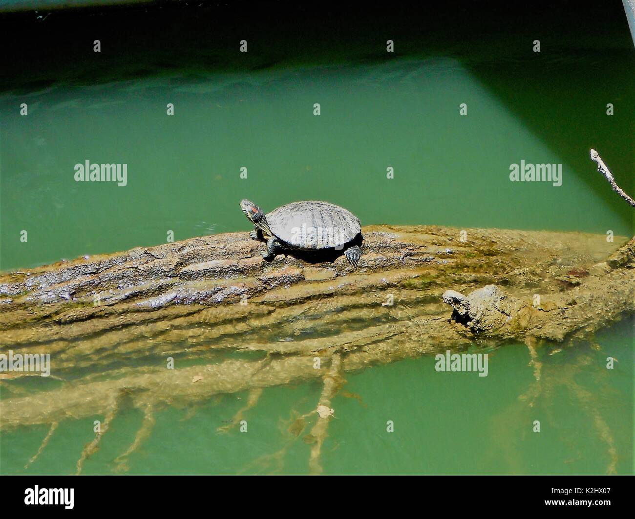 Turtle on log in zoo hi-res stock photography and images - Alamy