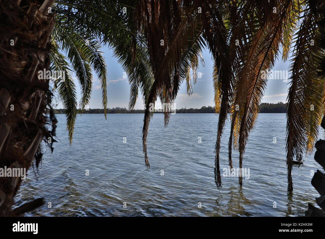Hanging trees hi-res stock photography and images - Alamy