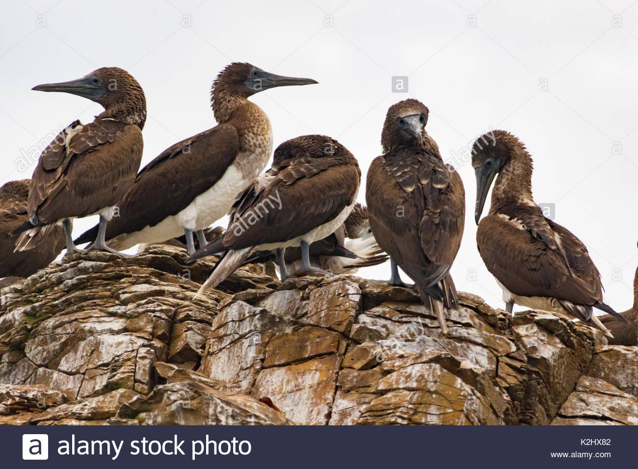 Sula Leucogaster High Resolution Stock Photography and Images - Alamy