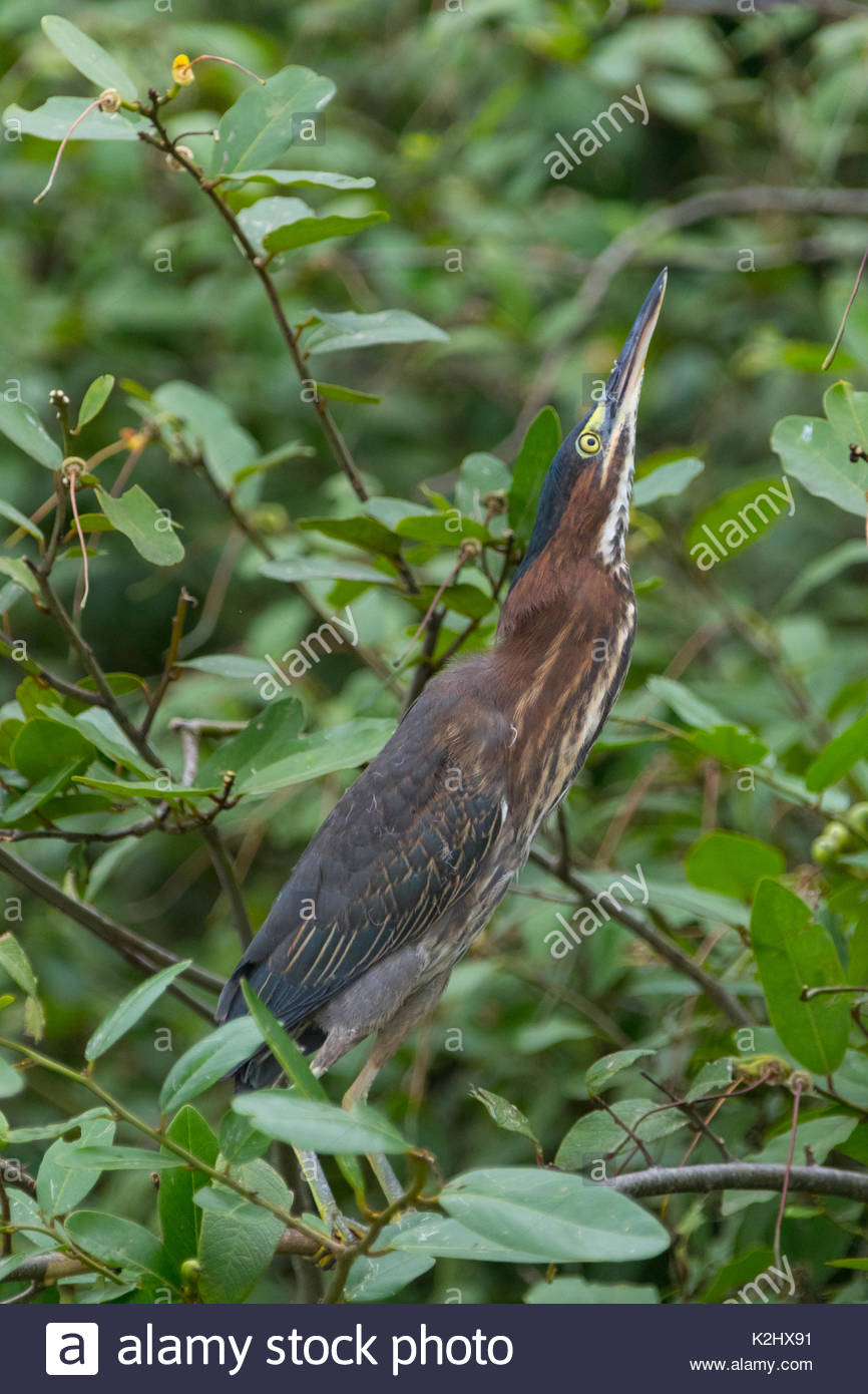 Pearl Island Panama High Resolution Stock Photography and Images - Alamy