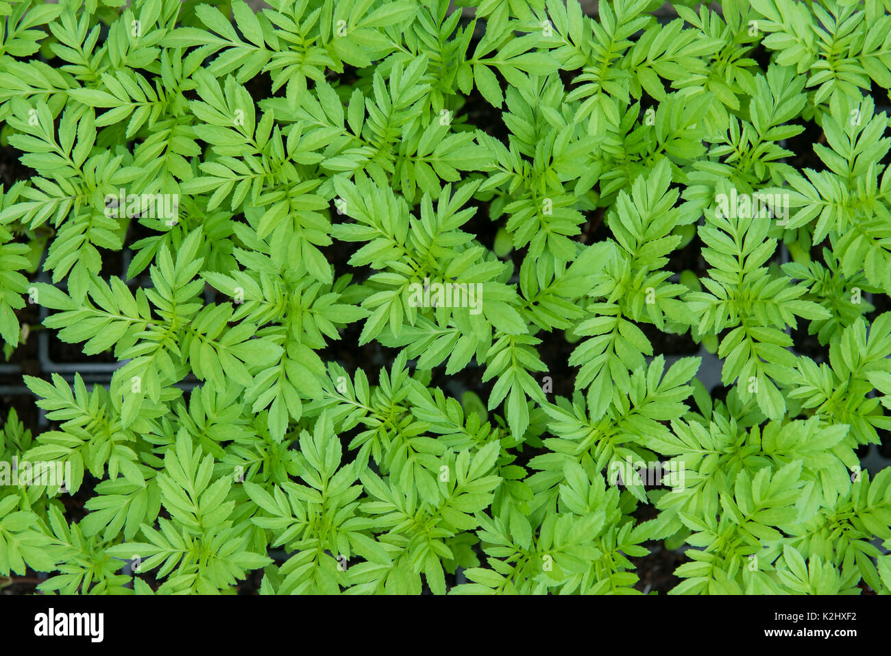 save earth save life by plant the tree, environment concept Stock Photo ...