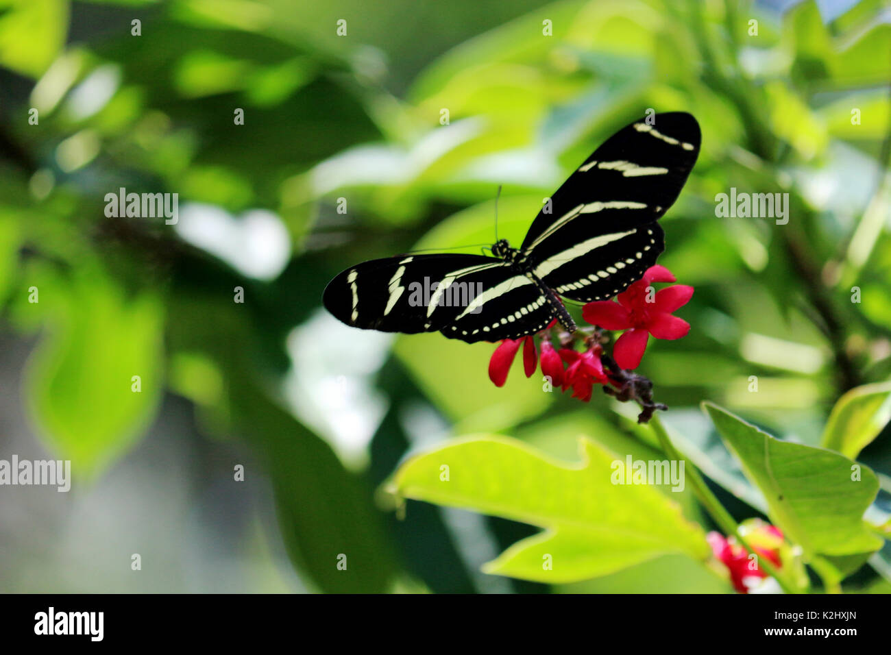 Zebra flowers hi-res stock photography and images - Alamy
