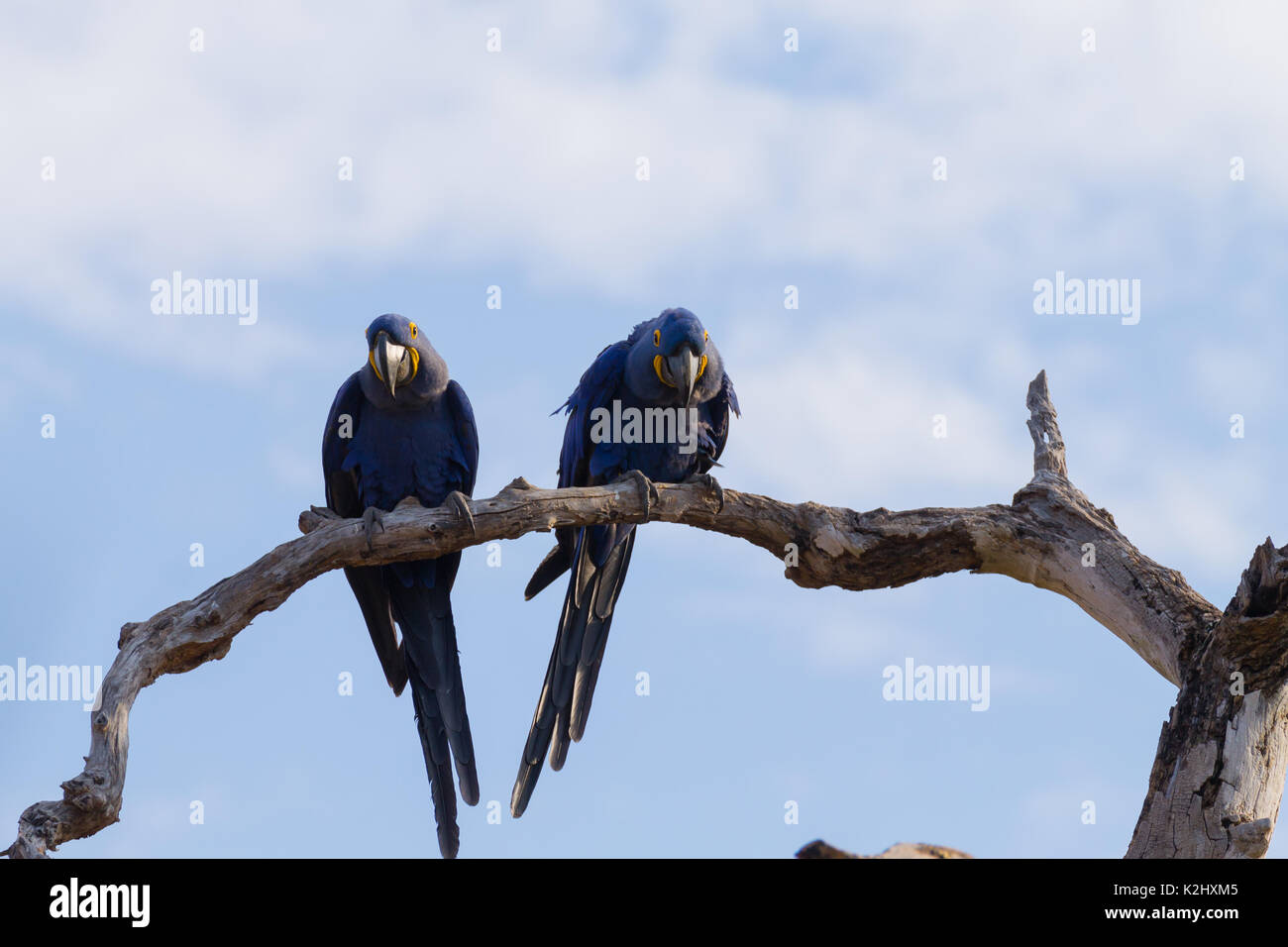 Couple of Hyacinth macaw from Pantanal, Brazil. Brazilian wildlife ...