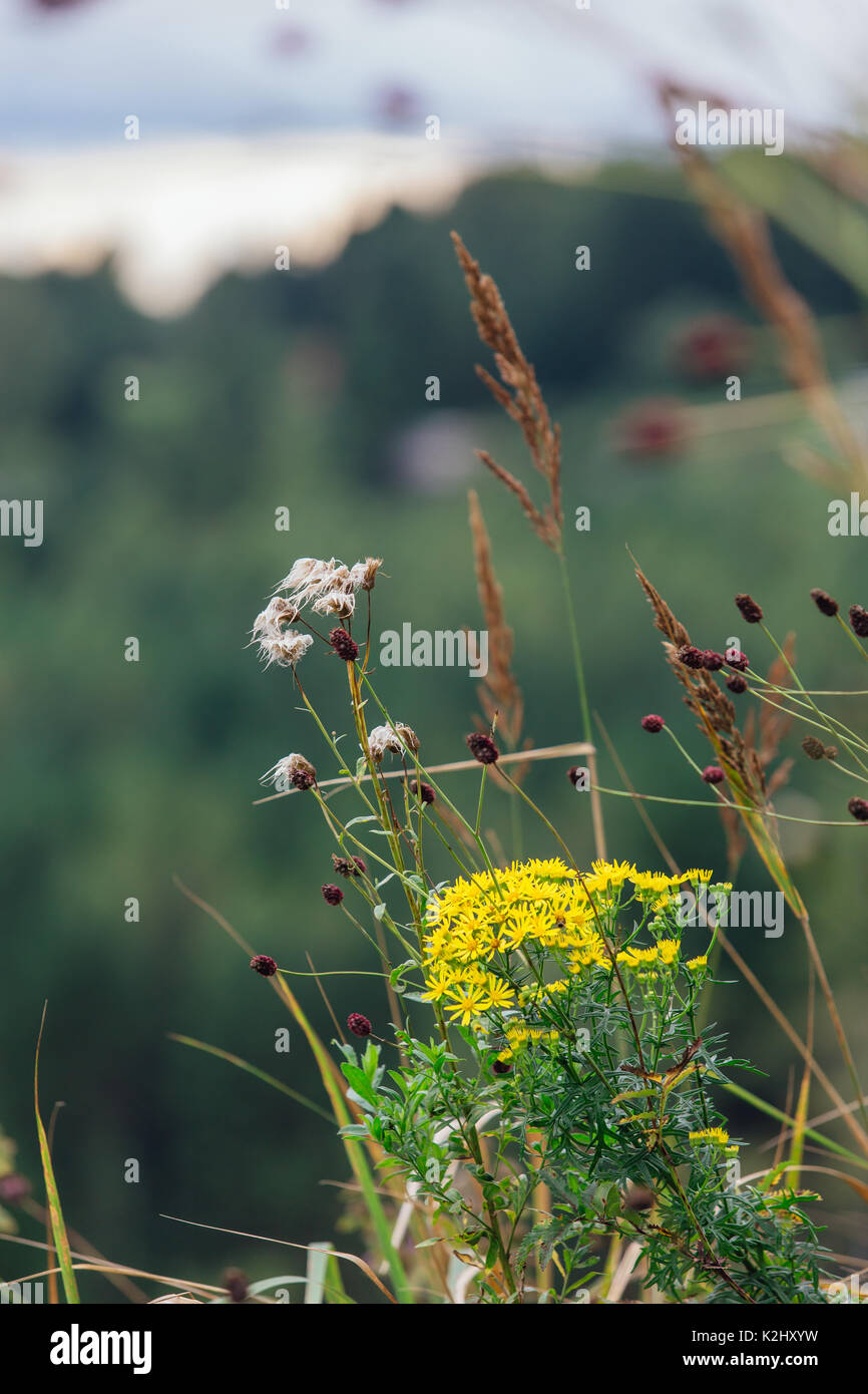Meadow on a hillside covered with wild flowers and grass Stock Photo ...