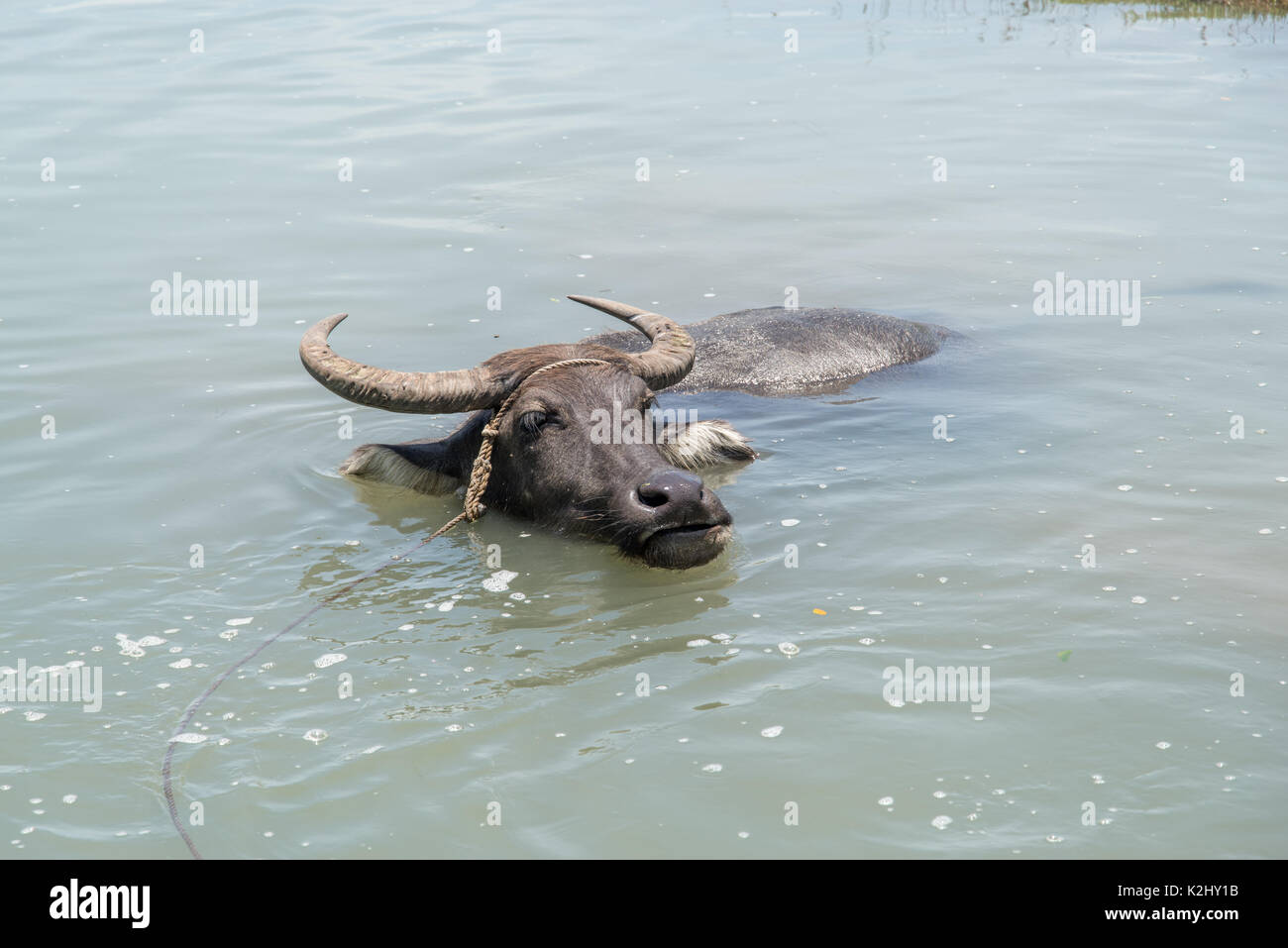 Farmer with his carabao hi-res stock photography and images - Alamy