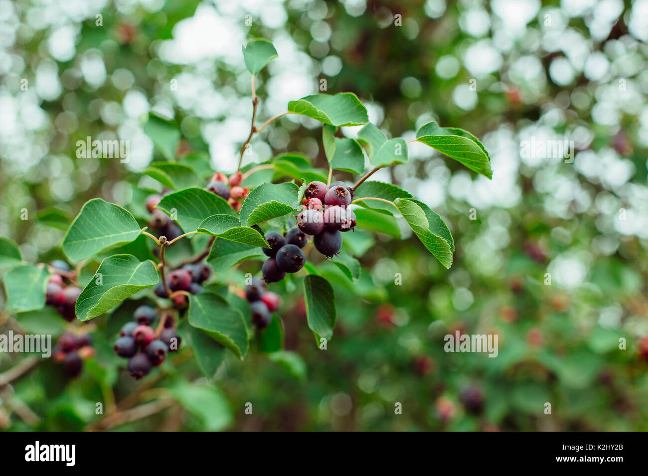 Shrub shadberry hi-res stock photography and images - Alamy