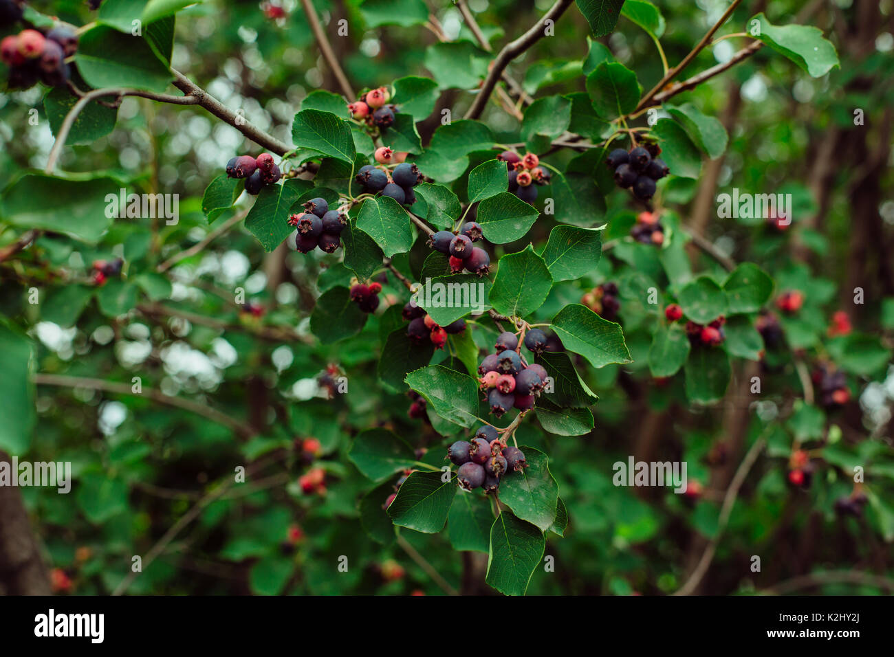 Shrub shadberry hi-res stock photography and images - Alamy
